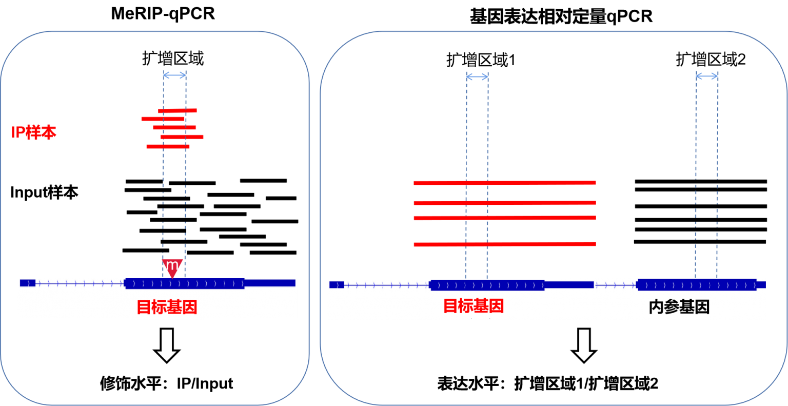 m6A-IP（MeRIP）-qPCR计算相对表达量 – 王进的个人网站