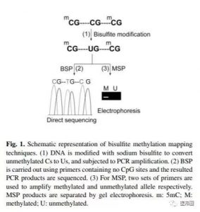 MethPrimer：DNA甲基化PCR引物的设计 – 王进的个人网站