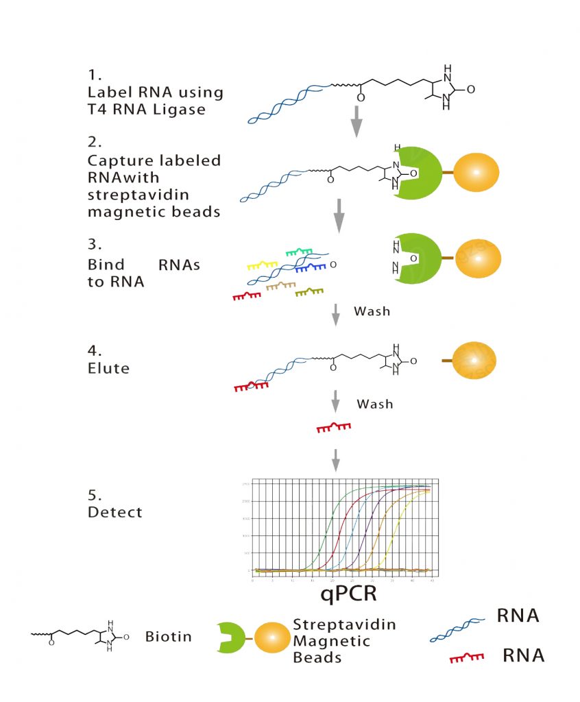 RNA-RNA pull-down验证RNA-RNA结合 – 王进的个人网站