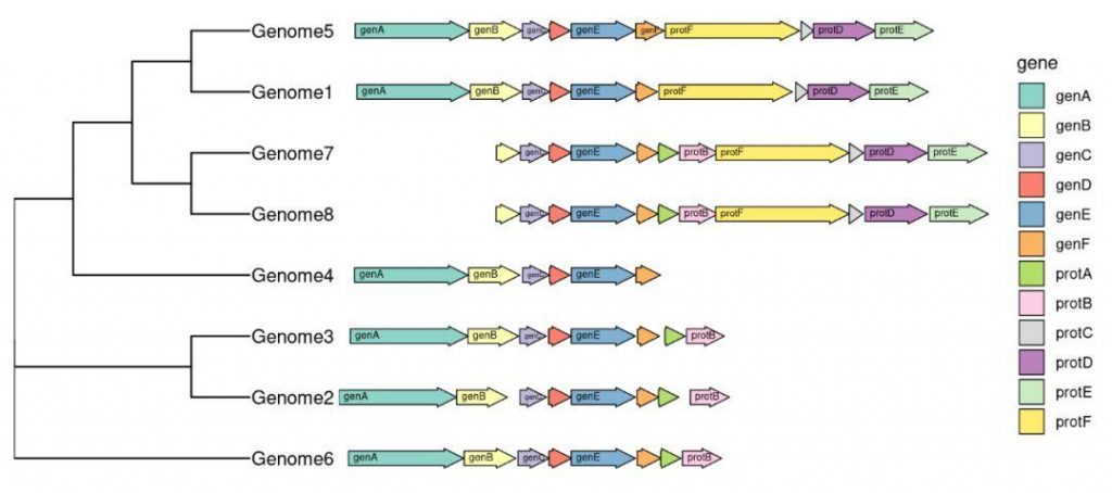 gggenes包绘制基因结构图 – 王进的个人网站