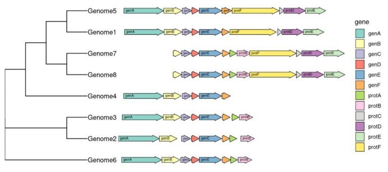gggenes包绘制基因结构图 – 王进的个人网站
