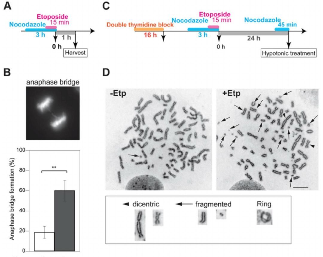 HDR：DNA修复过程中的“同源重组”与“非同源末端链接”（CRISPR 必备知识） – 王进的个人网站