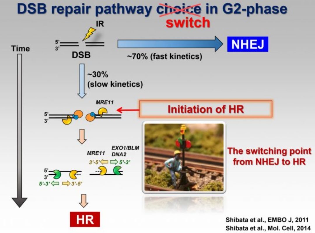 HDR：DNA修复过程中的“同源重组”与“非同源末端链接”（CRISPR 必备知识） – 王进的个人网站