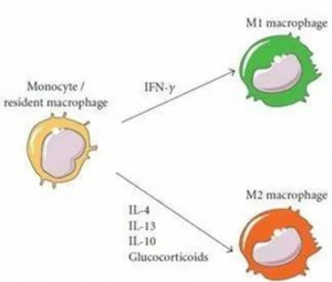 THP1细胞诱导分化巨噬细胞操作手册 – 王进的个人网站