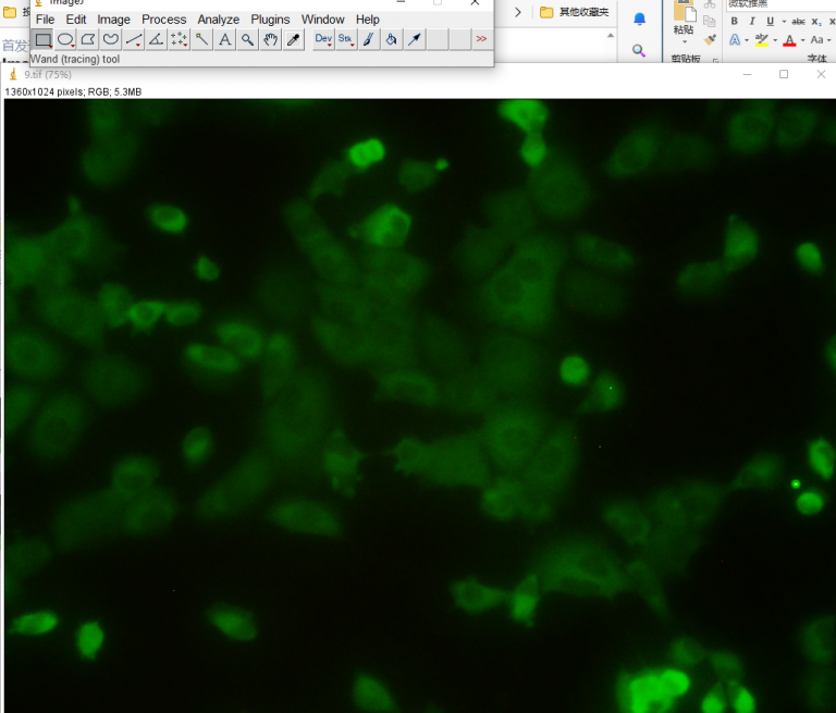 ImageJ分析免疫荧光图片平均荧光强度（批量分析） – 王进的个人网站