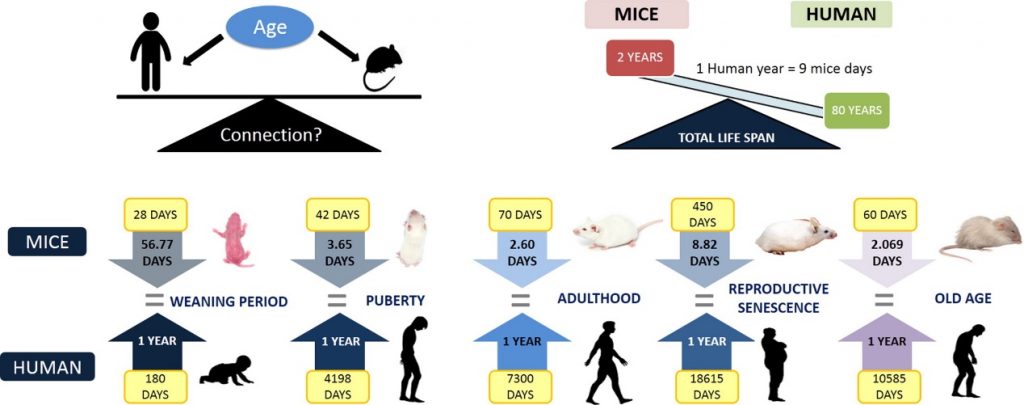 实验小鼠的不同生长阶段与人类对应关系 – 王进的个人网站